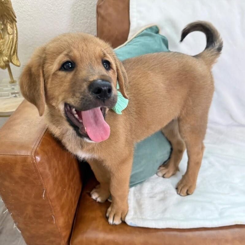 Adopt Millie Doctor Pepper Today - Find Paw Pal