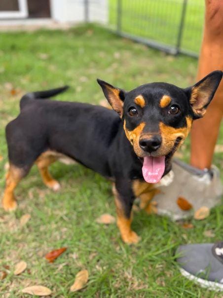 Adopt Sheisty Today - Pets TheCountyOffice