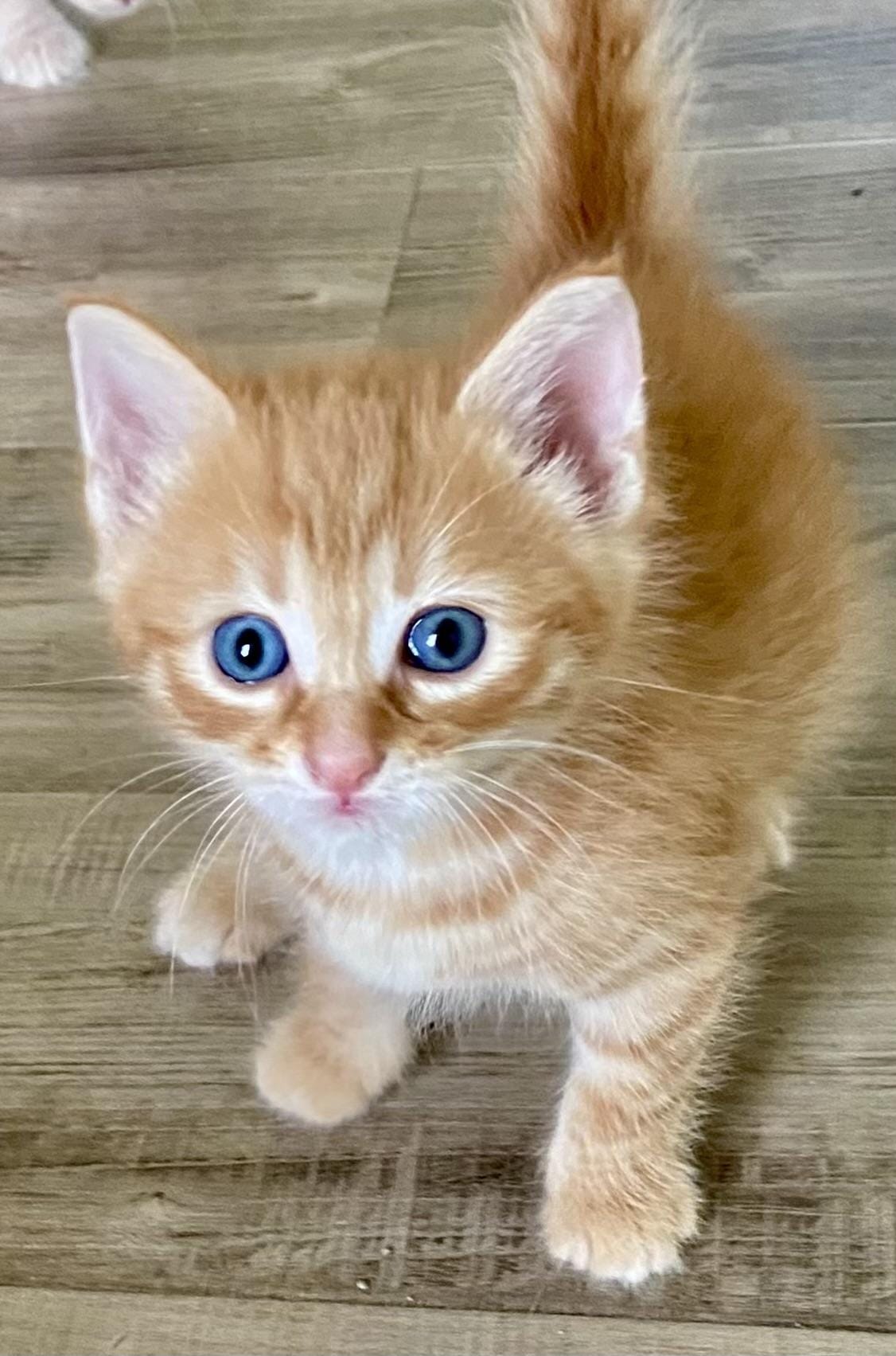 Adopt Harissa Today - Pets TheCountyOffice