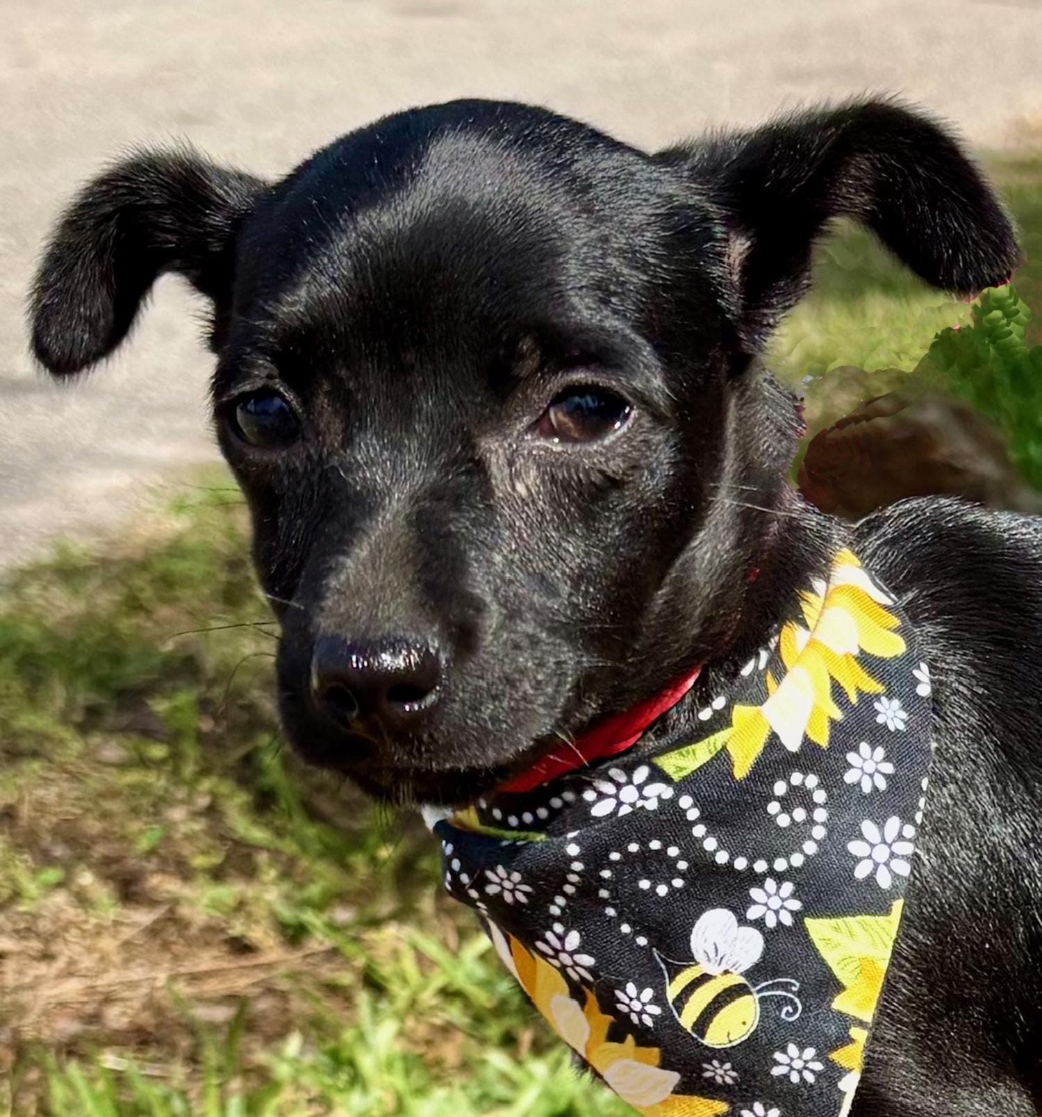 Adopt JUNE BUG - Tiny Little Luv Muffin! Today - Find Paw Pal