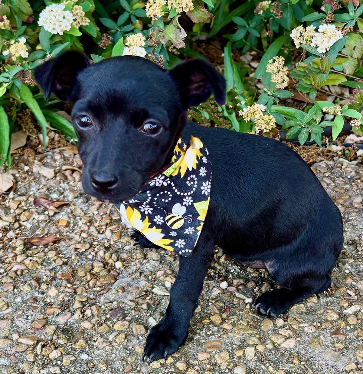 Adopt JUNE BUG - Tiny Little Luv Muffin! Today - Find Paw Pal