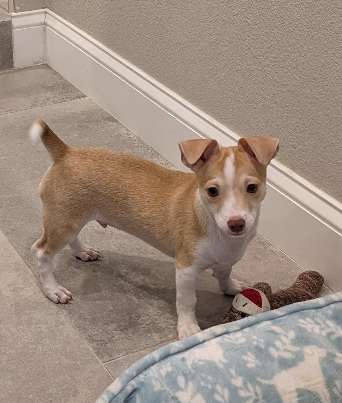 Adopt Jack Jack Today - Pets TheCountyOffice