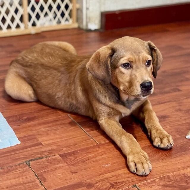 Adopt Bon Bon Today - Find Paw Pal