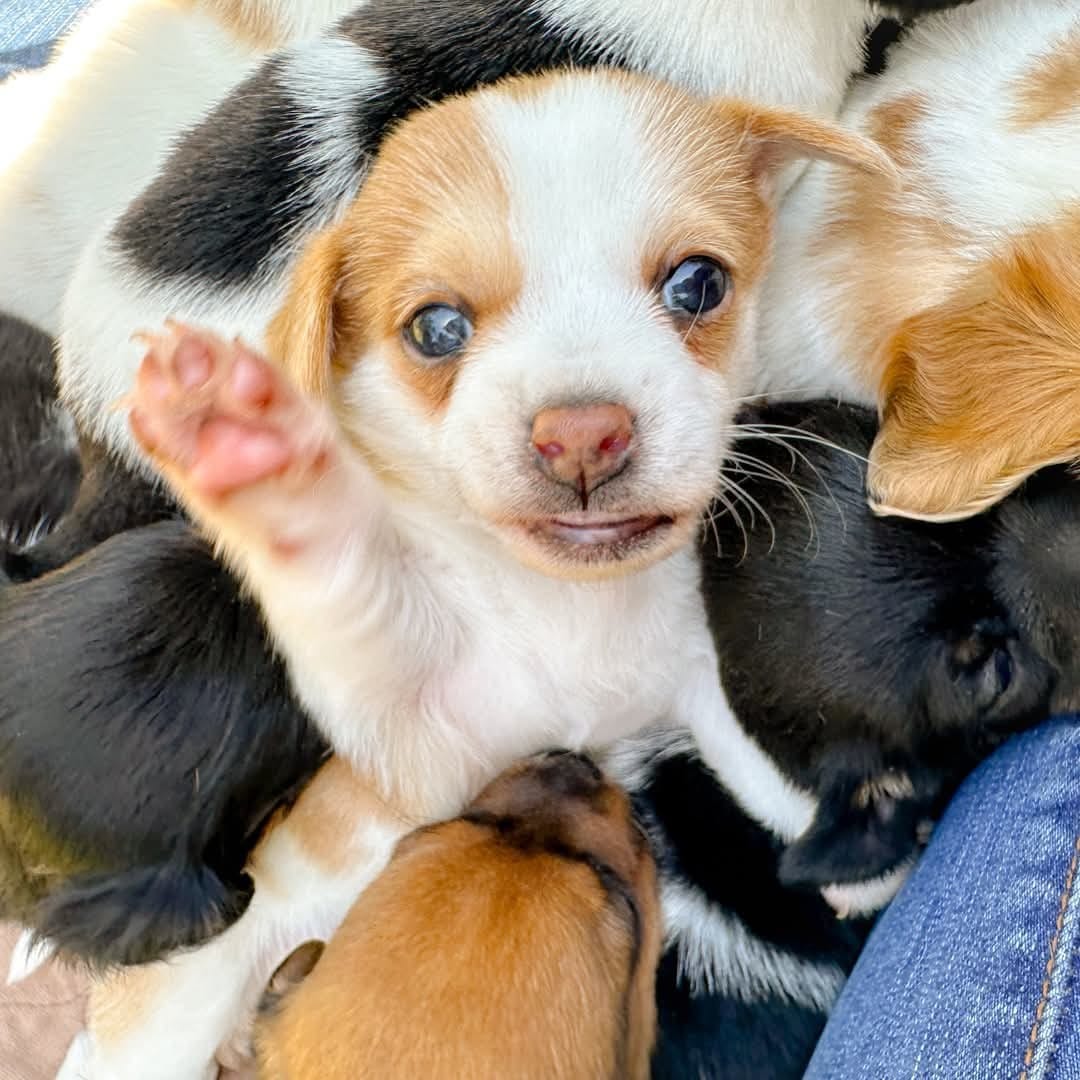 Adopt Duke Today - Pets TheCountyOffice