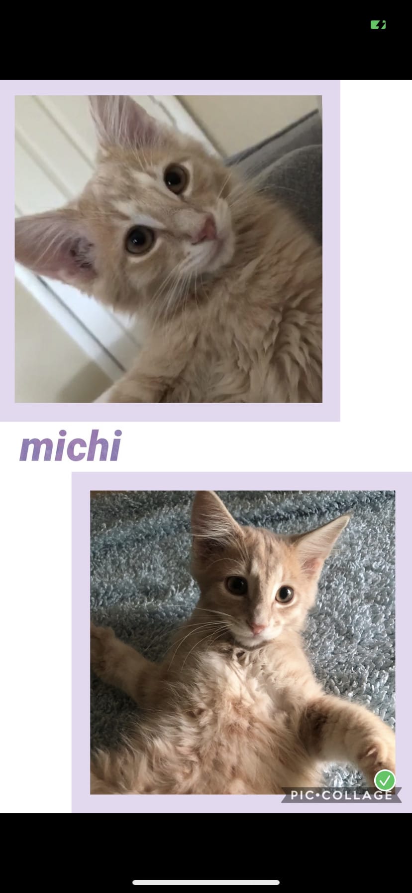 Adopt Michi Today - Find Paw Pal