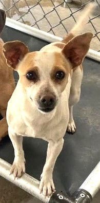 Adopt SPONSOR OR FOSTER ME - Tisha Today - Pets TheCountyOffice