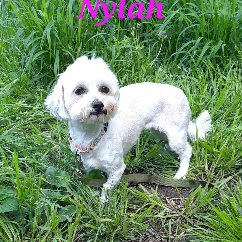 Adopt Nylah Today - Find Paw Pal