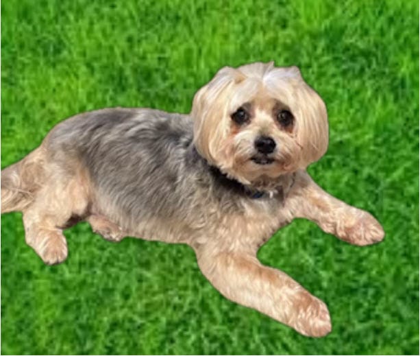 Adopt Buddy Today - Pets TheCountyOffice