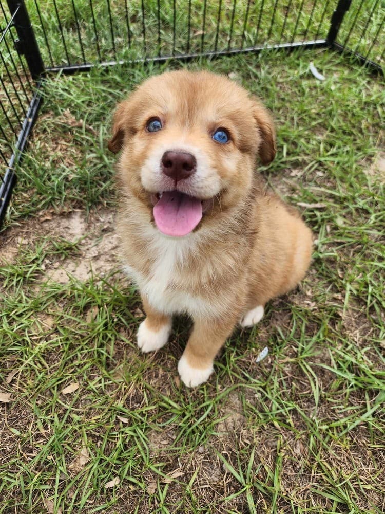 Adopt Poof Today - Find Paw Pal