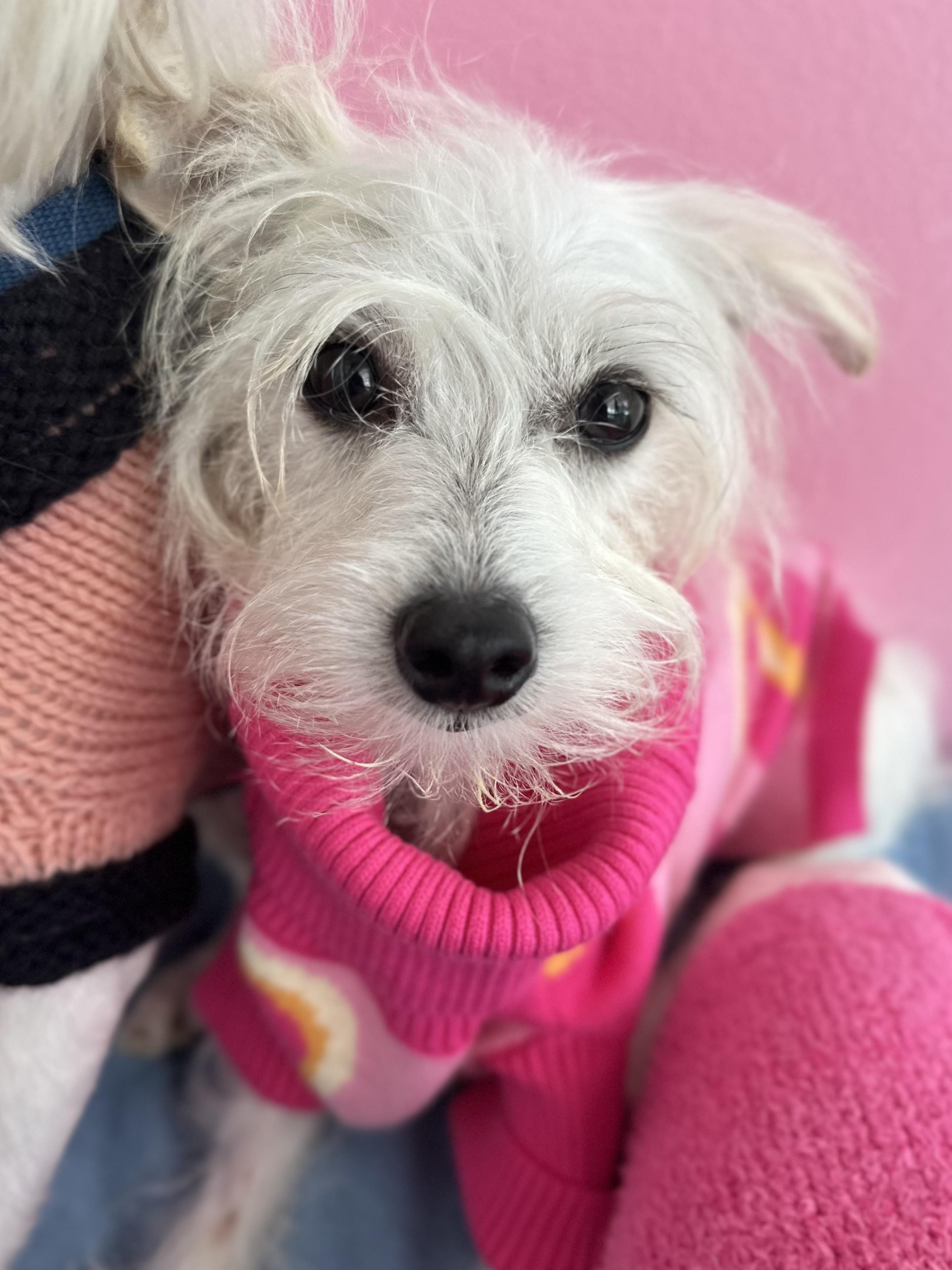 Adopt Milky Way Today - Pets TheCountyOffice