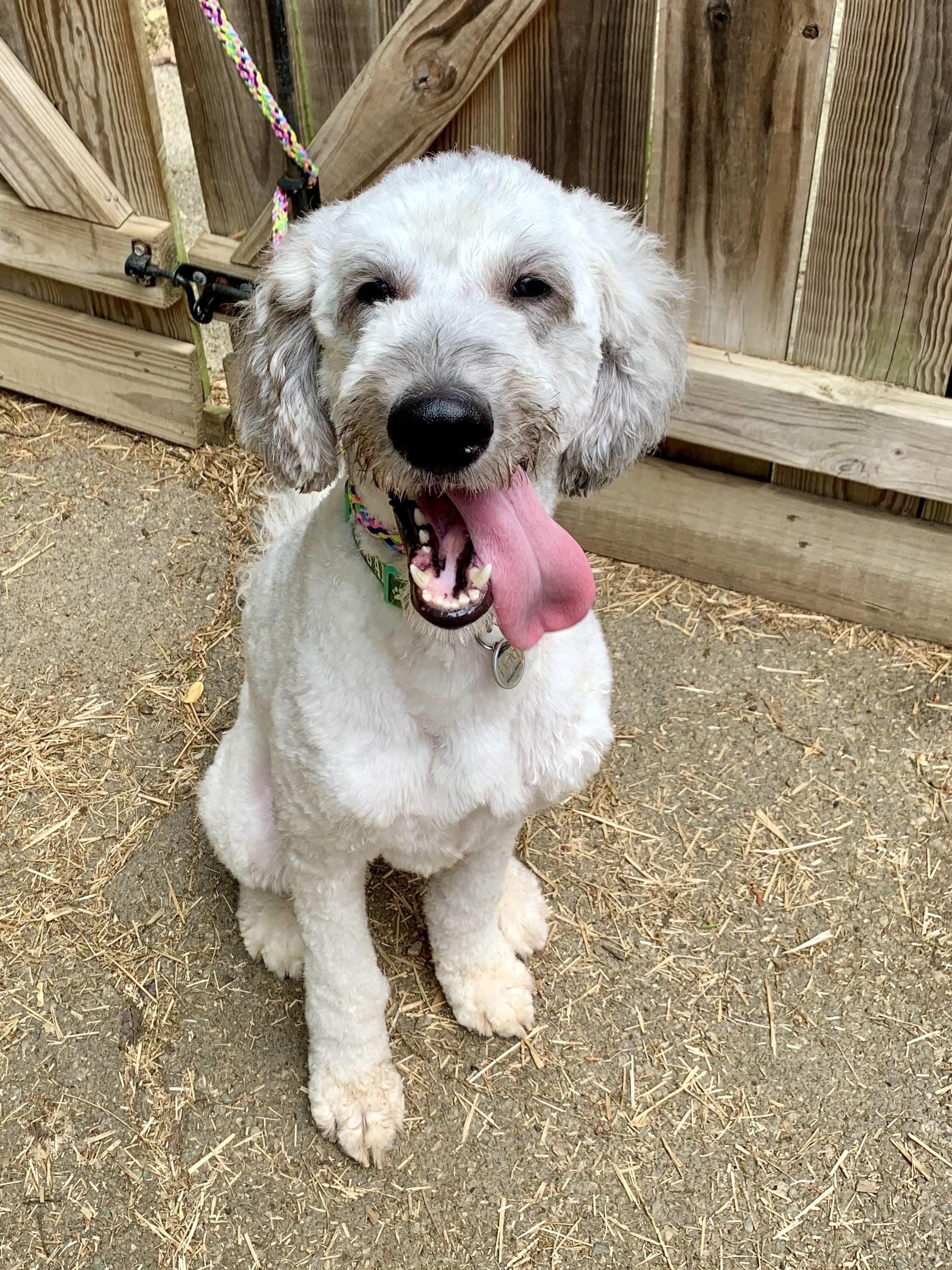 Adopt Layla Today - Pets TheCountyOffice