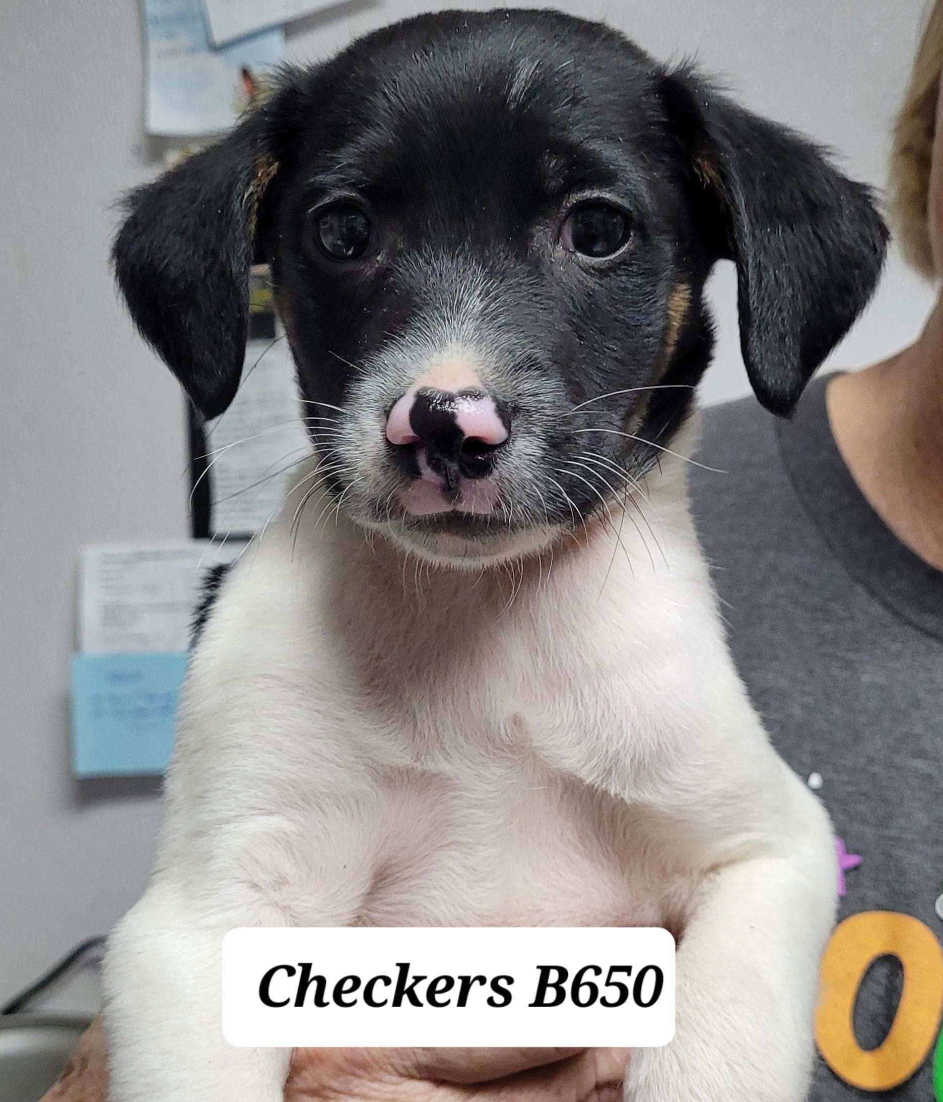 Adopt Checkers Today - Pets TheCountyOffice