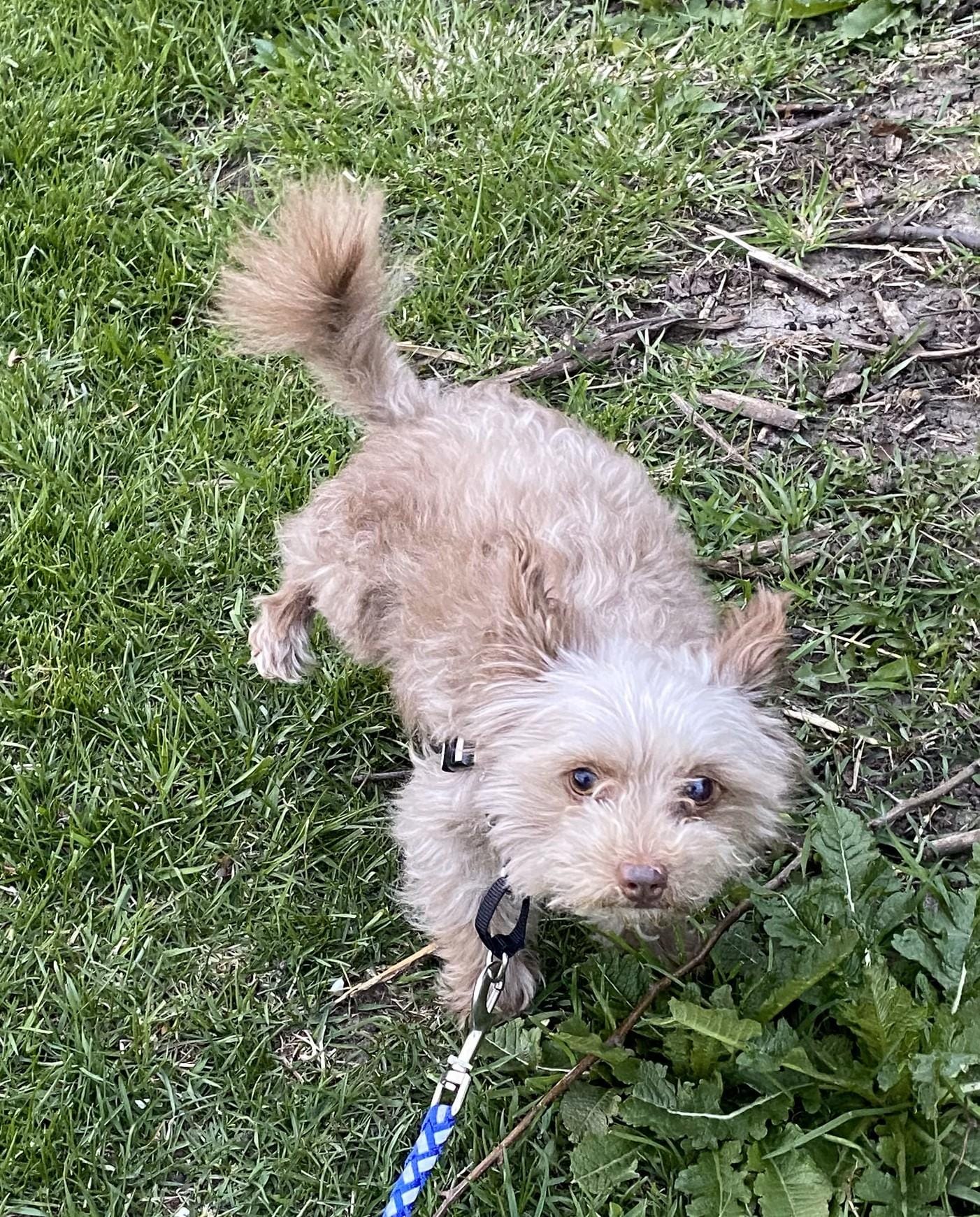 Adopt Coco Today - Pets TheCountyOffice