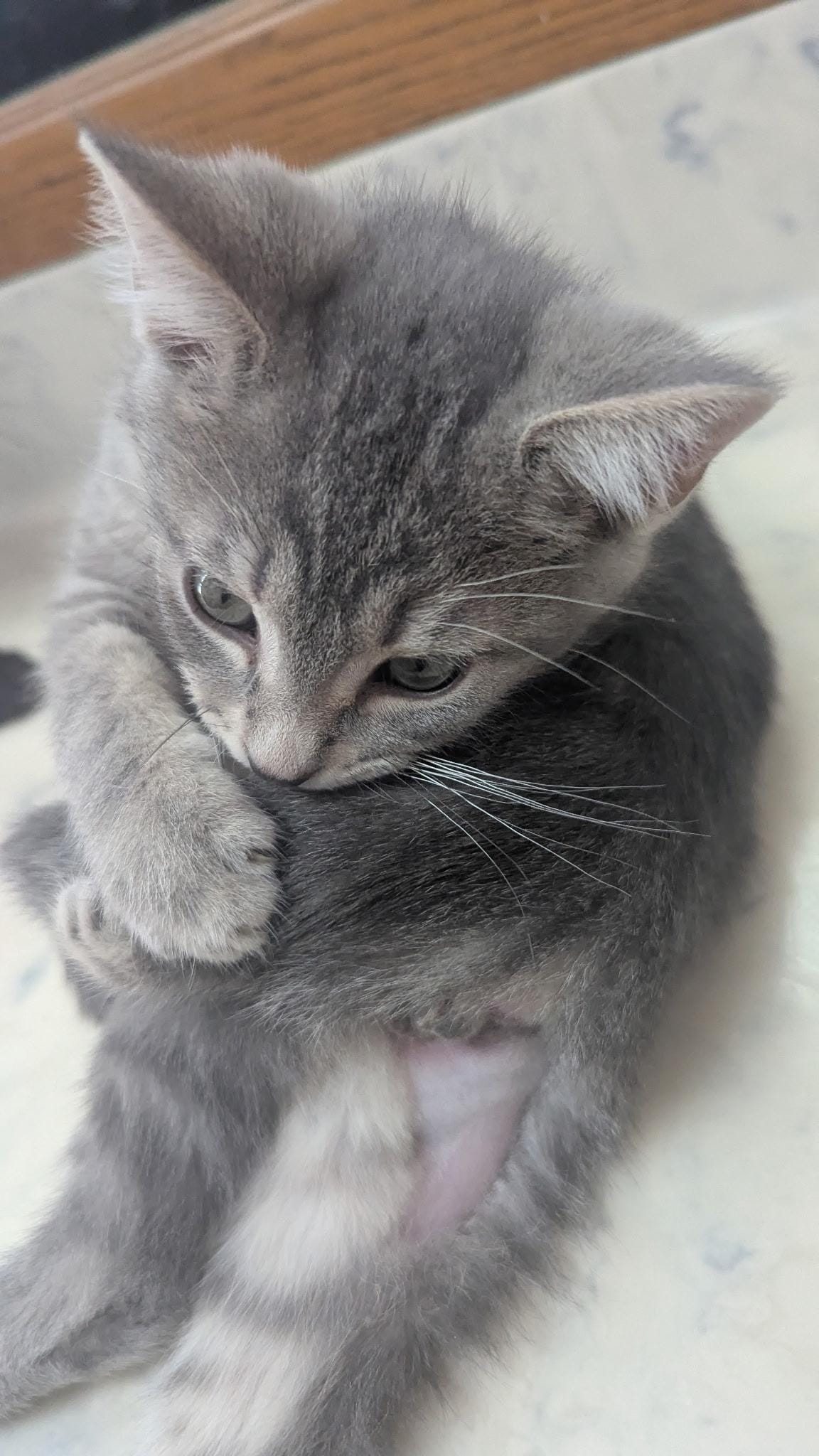 Adopt Sheep Today - Pets TheCountyOffice