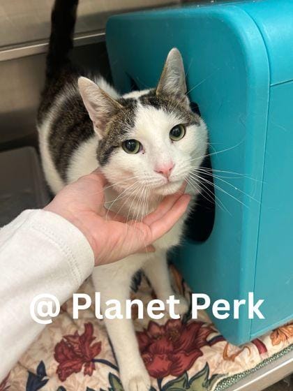Adopt Derp - chatty cat Today - Pets TheCountyOffice