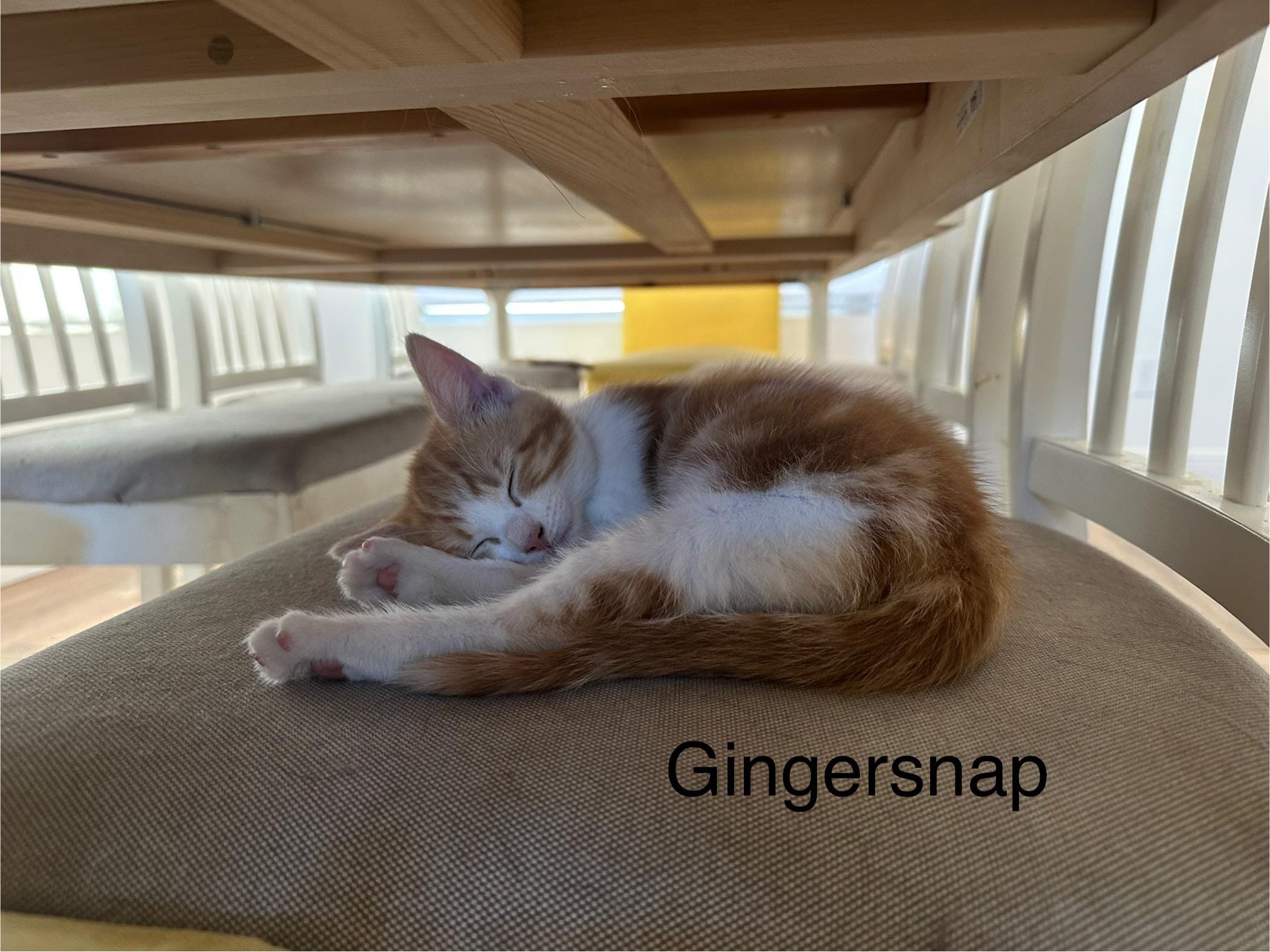 Adopt Gingersnap Orange Today - Pets TheCountyOffice