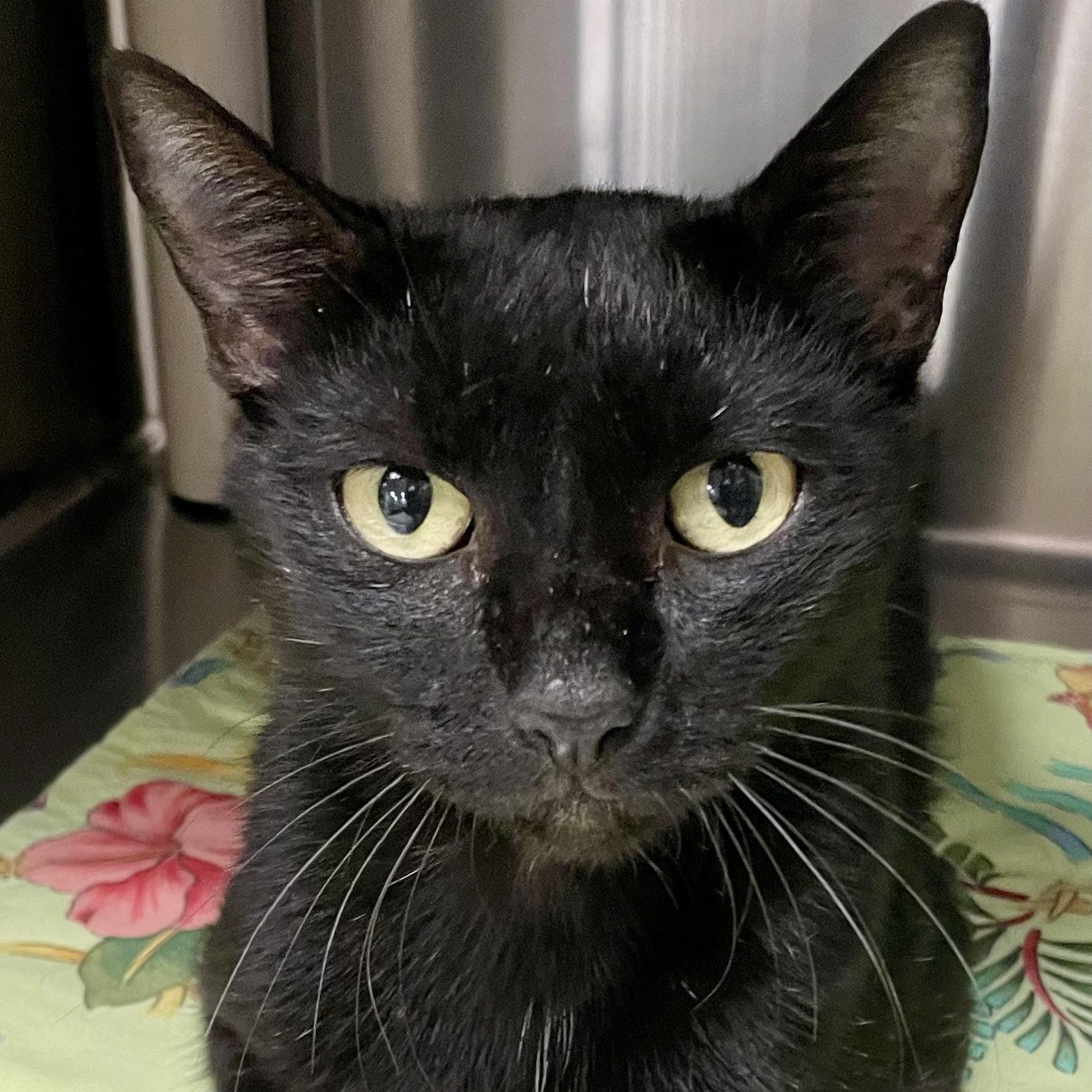 Adopt Shavon Today - Find Paw Pal