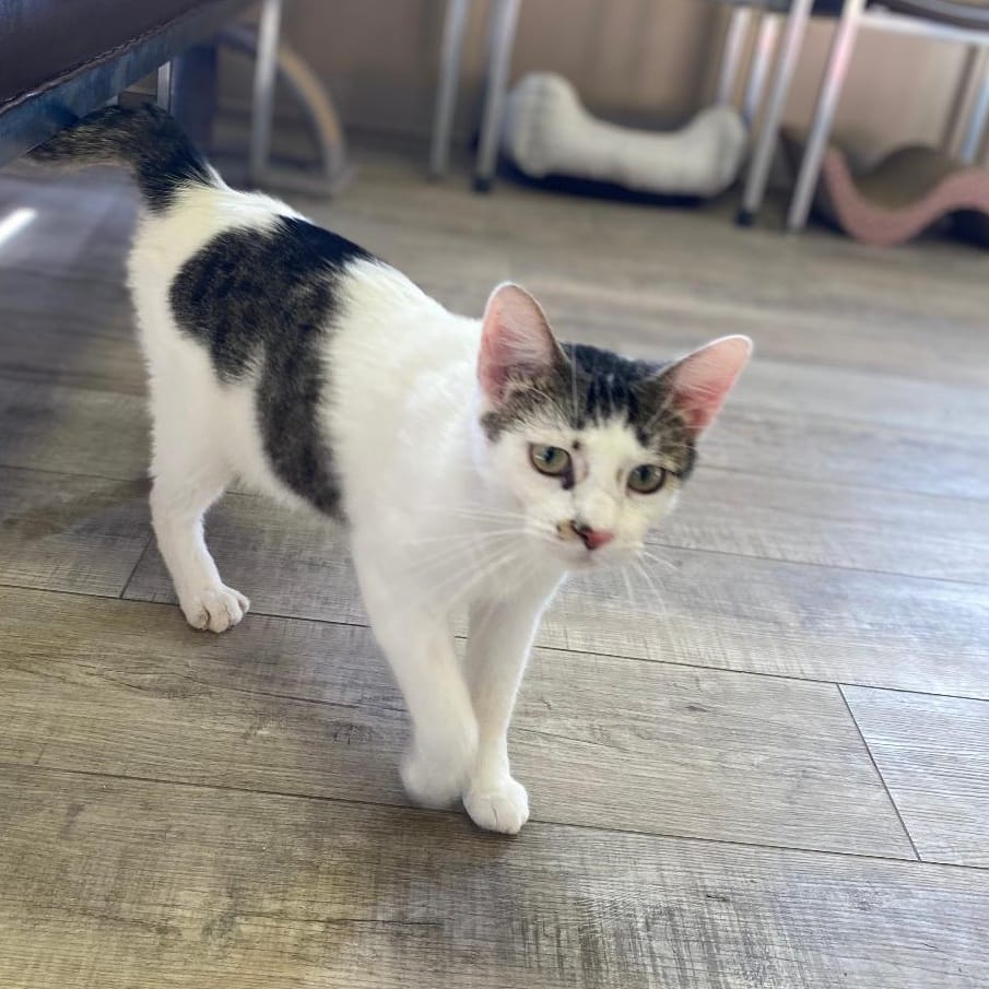 Adopt Buddy 4 Today - Find Paw Pal