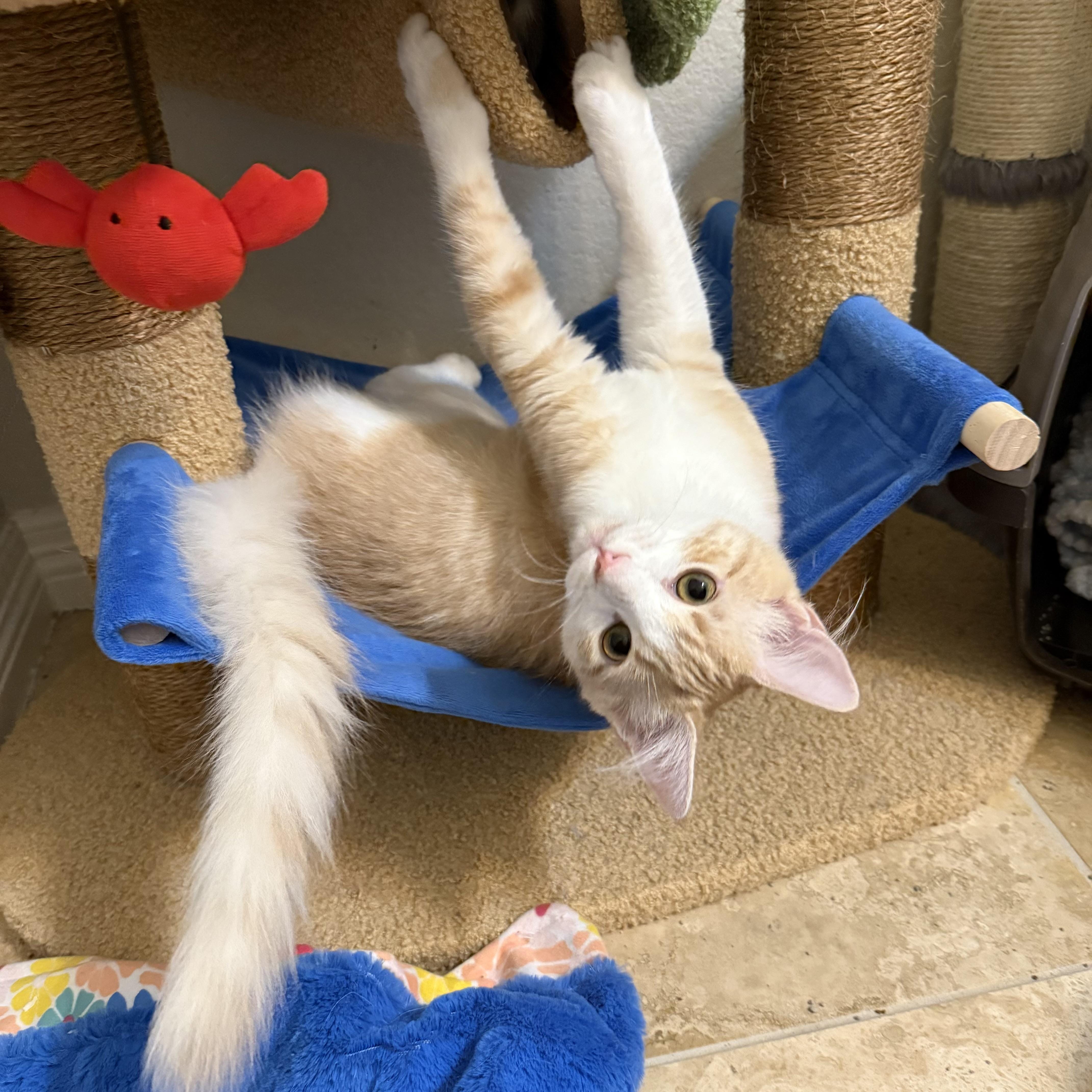Adopt Mango Today - Find Paw Pal