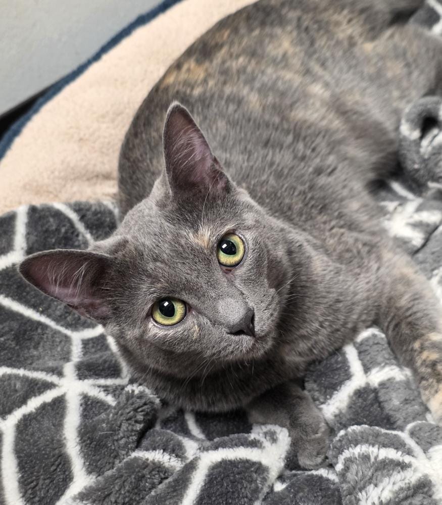 Adopt Stephanie (gets adopted with Shelly) Today - Find Paw Pal