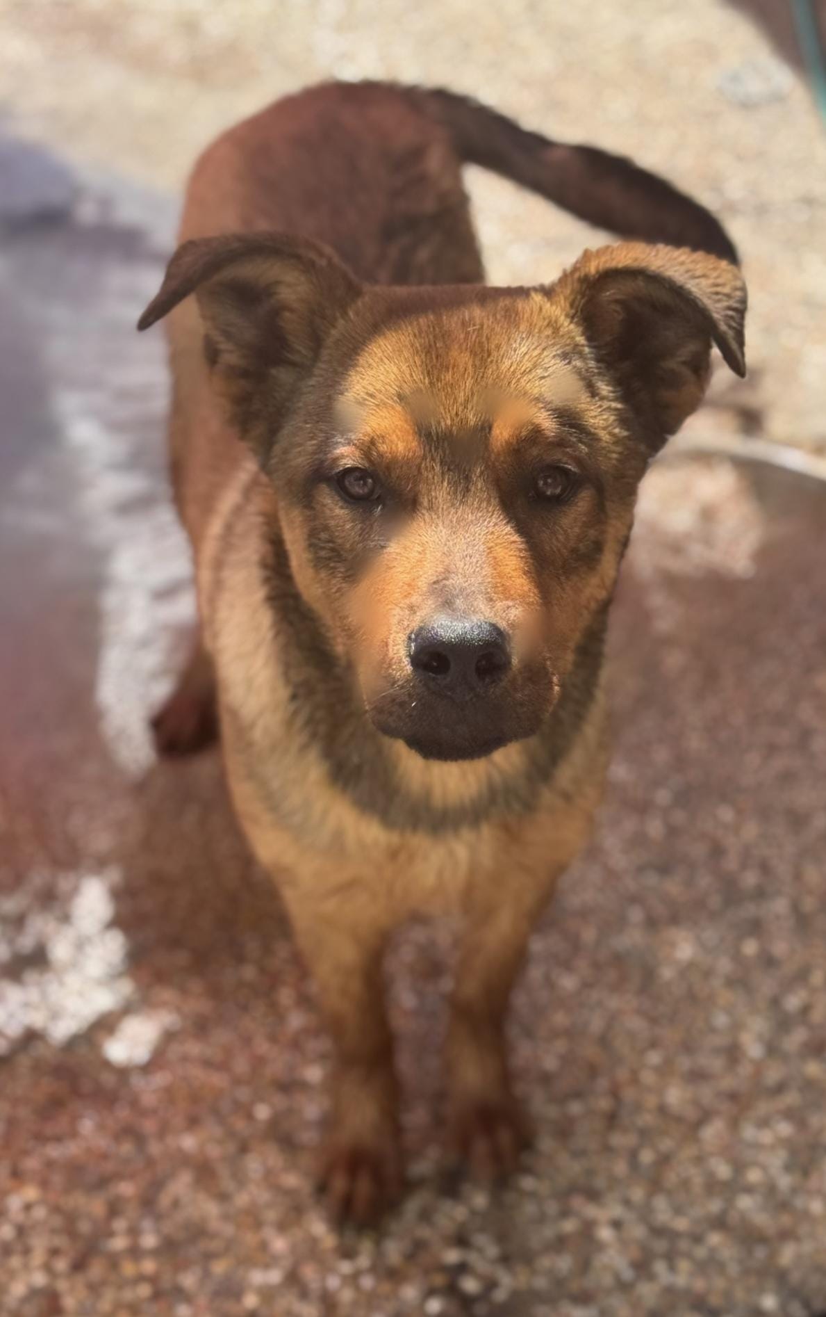 Adopt CHARLIE Today - Find Paw Pal