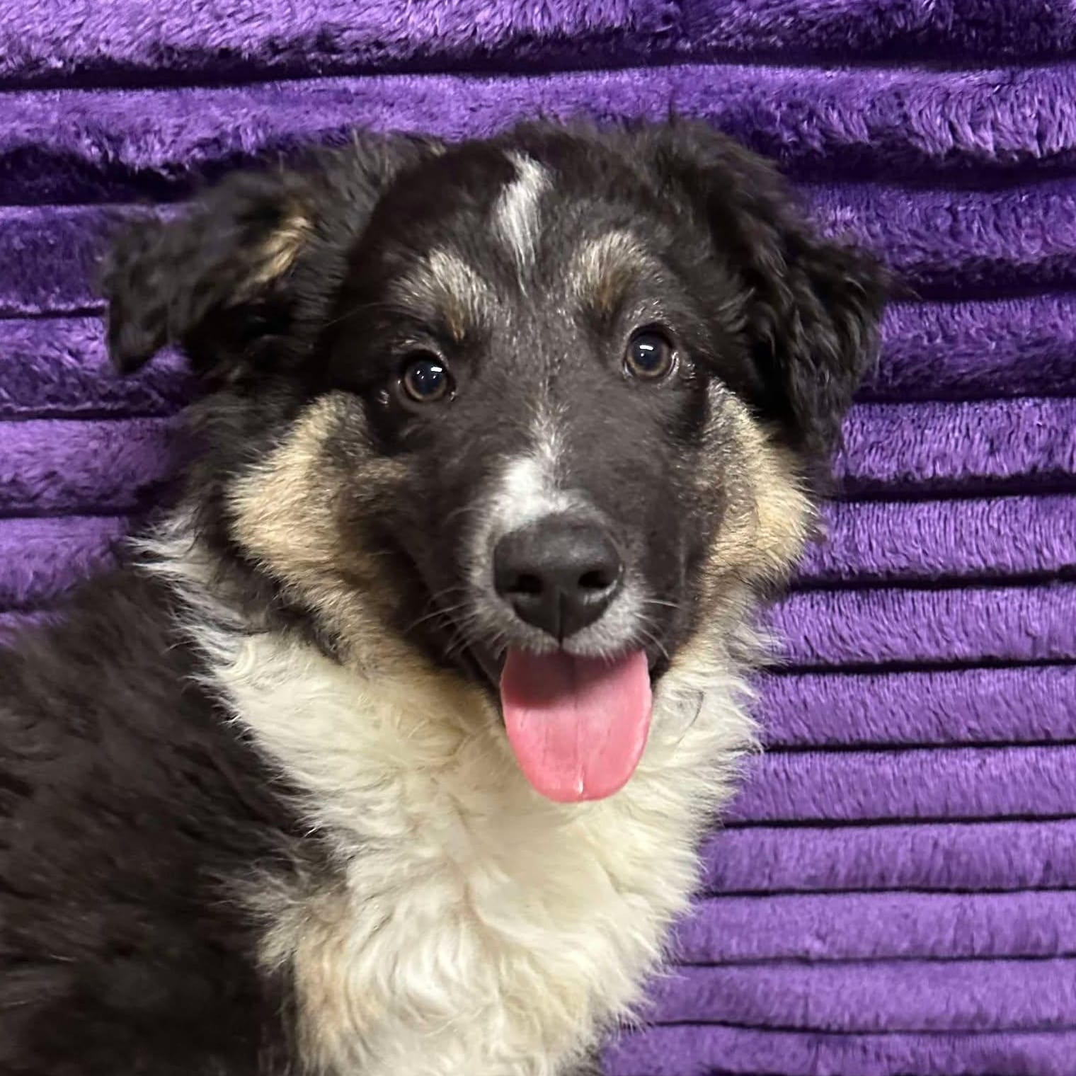 Adopt Alan - Foster Home Needed Today - Find Paw Pal