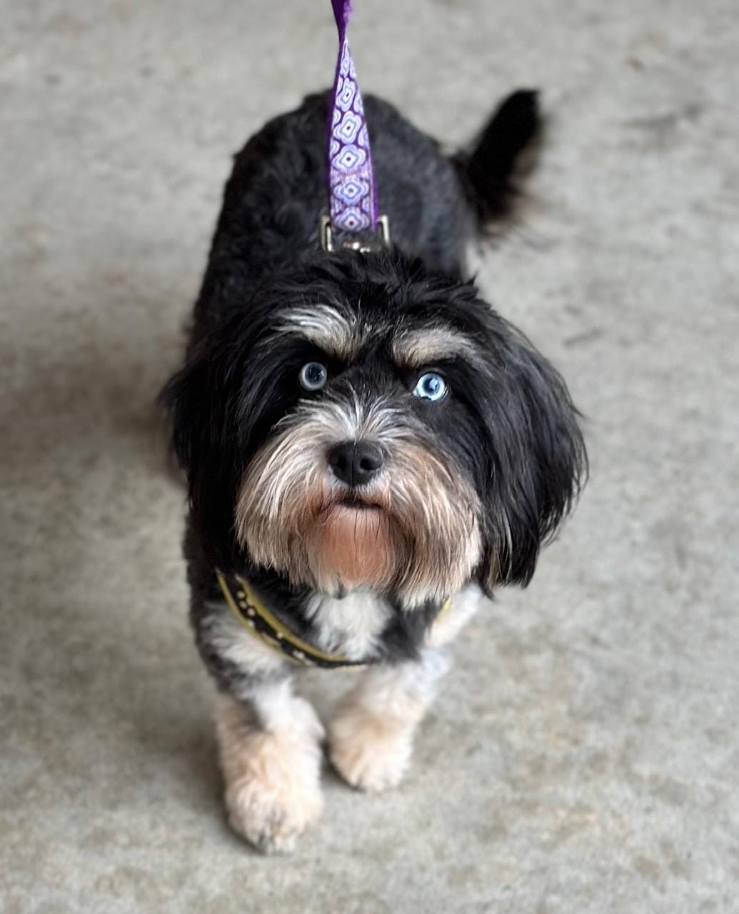 Adopt Luella Today - Pets TheCountyOffice