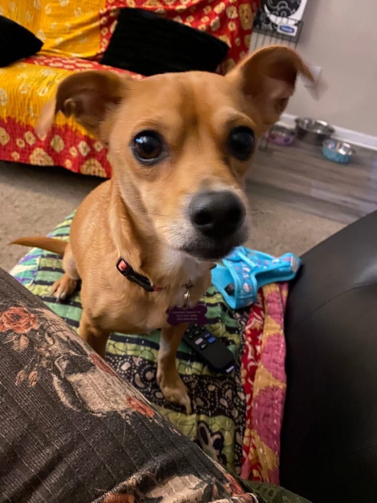 Adopt Luna Chi Today - Find Paw Pal