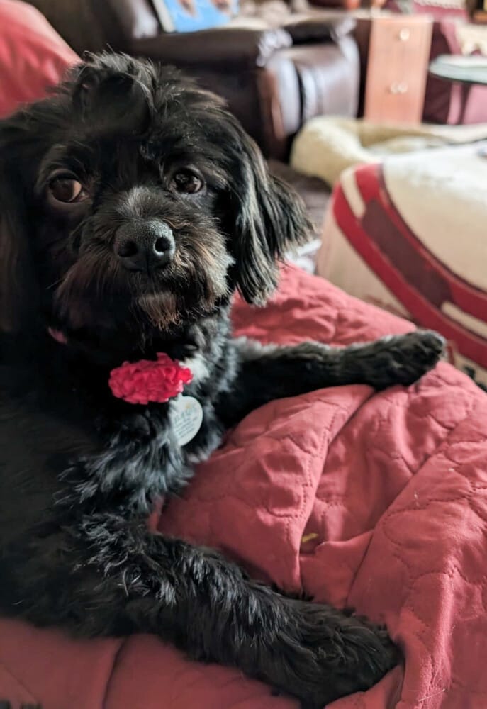 Adopt Suki Today - Find Paw Pal