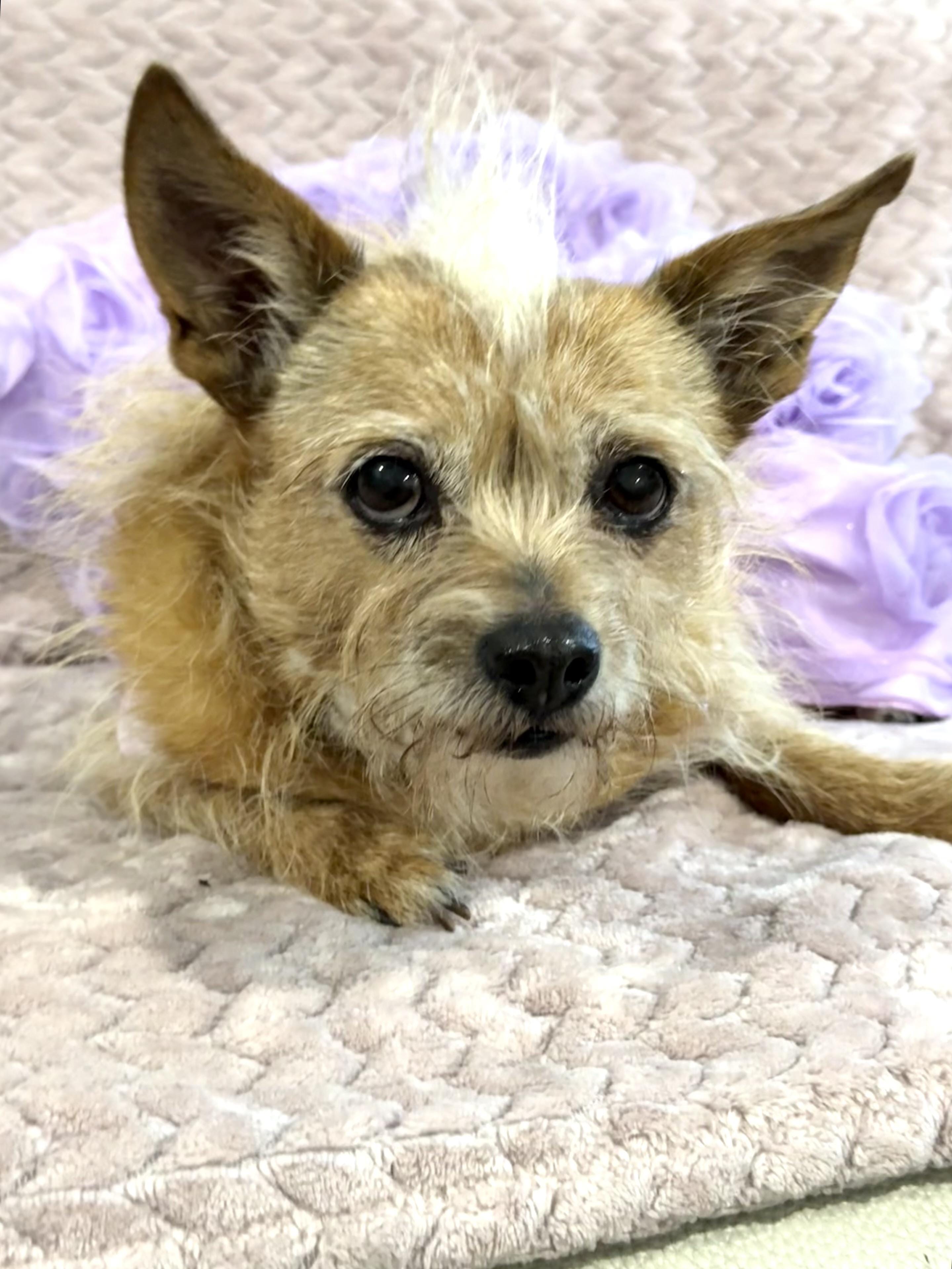 Adopt Scruffy Muffy is PERFECTION Today - Find Paw Pal