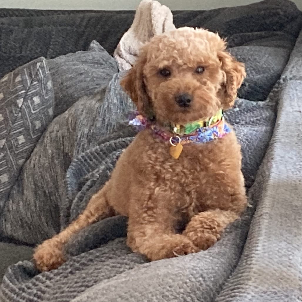 Adopt Abigail Today - Find Paw Pal