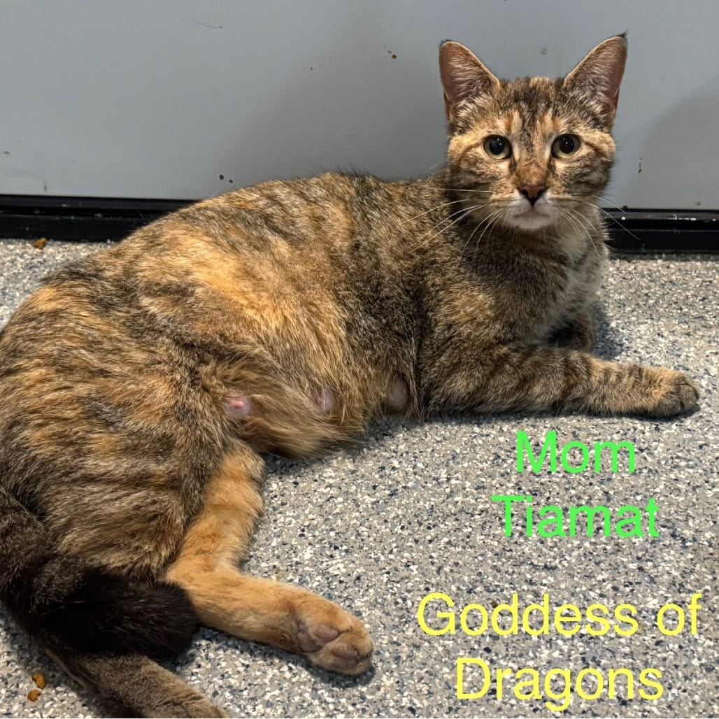 Adopt Mom Tiamat, Goddess of Dragons Today - Find Paw Pal