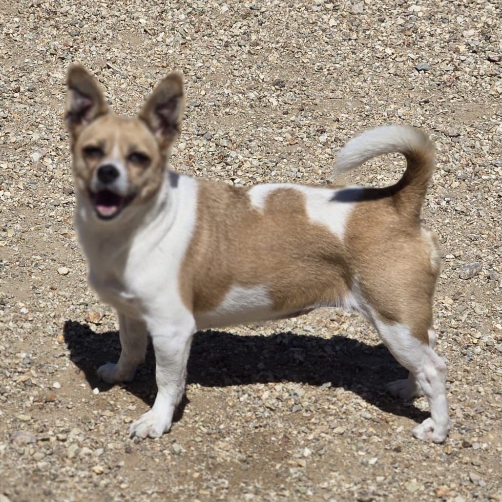 Adopt Sundi Today - Find Paw Pal