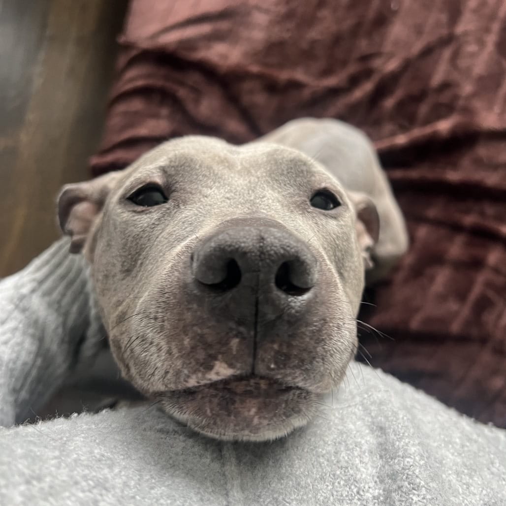 Adopt Toaster Strudel Today - Find Paw Pal