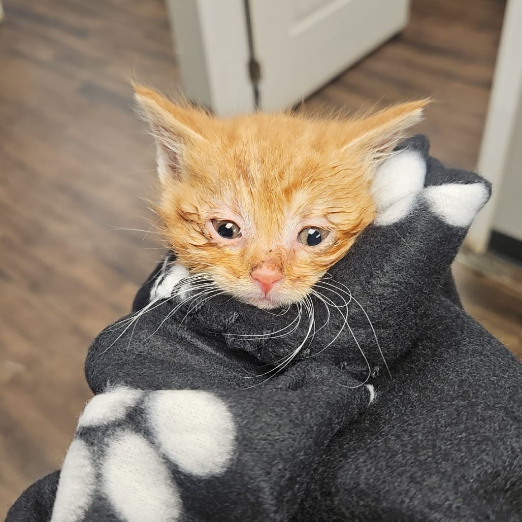 Adopt Cheeto Puff Today - Find Paw Pal