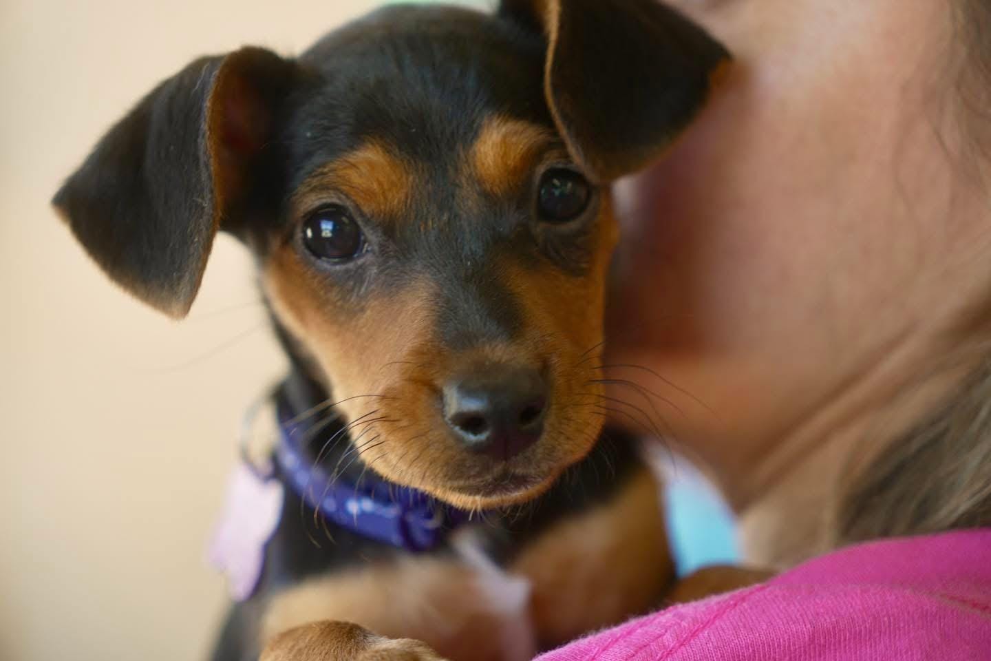 Adopt June Bug Today - Find Paw Pal