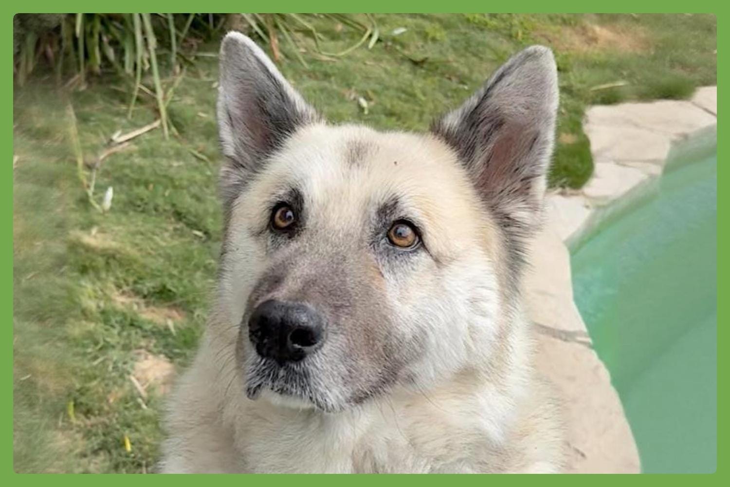 Adopt Mrs. Mia Wallace Today - Find Paw Pal