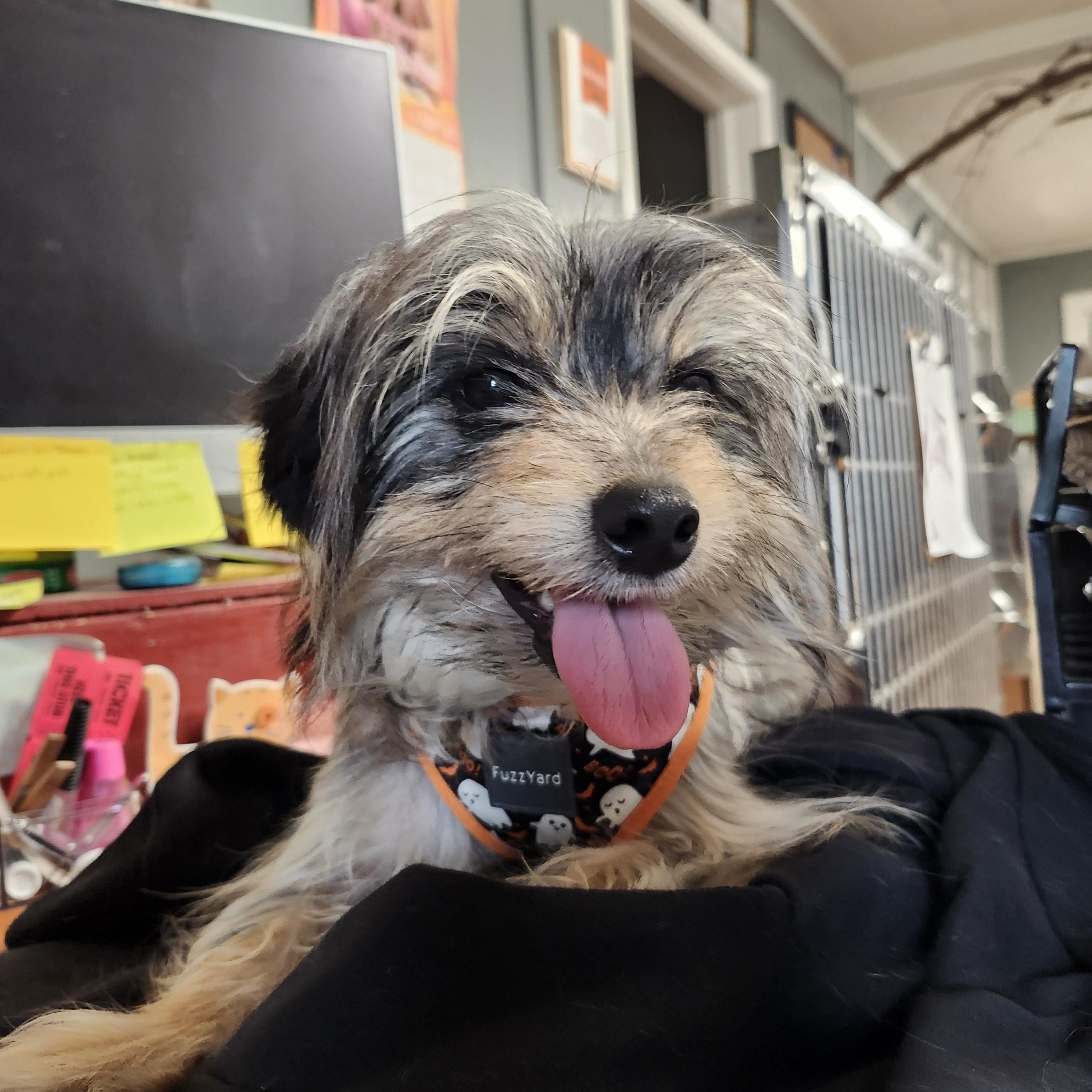 Adopt Wiley - Available Soon! Today - Find Paw Pal