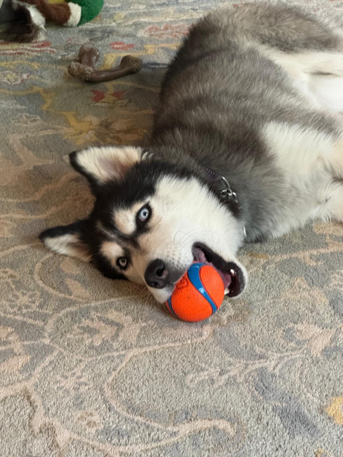 Adopt Lovely Leo from Kuwait Today - Find Paw Pal