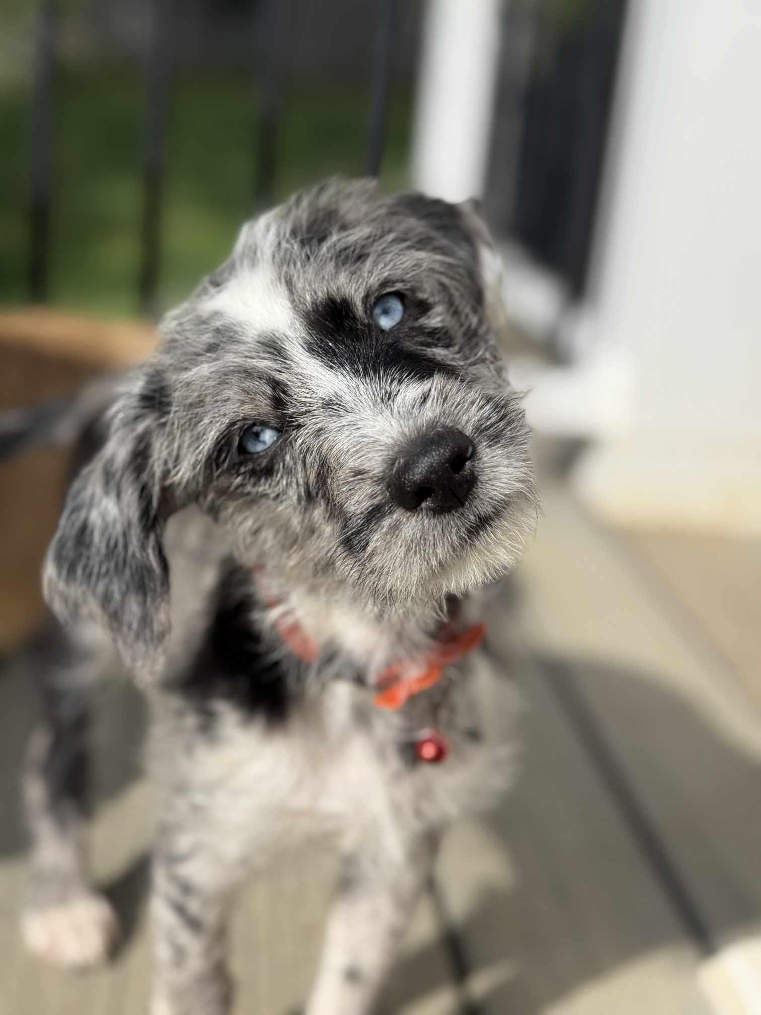 Adopt Navy's Bluey Today - Find Paw Pal