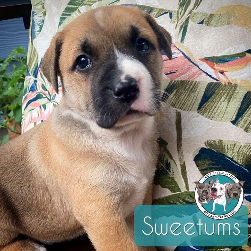 Adopt Sweetums Muppet Today - Find Paw Pal