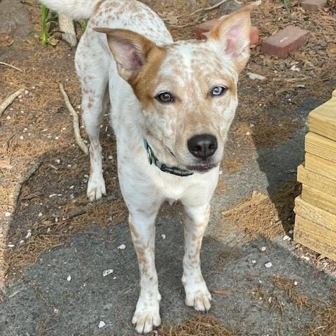 Adopt Kevin Today - Pets TheCountyOffice