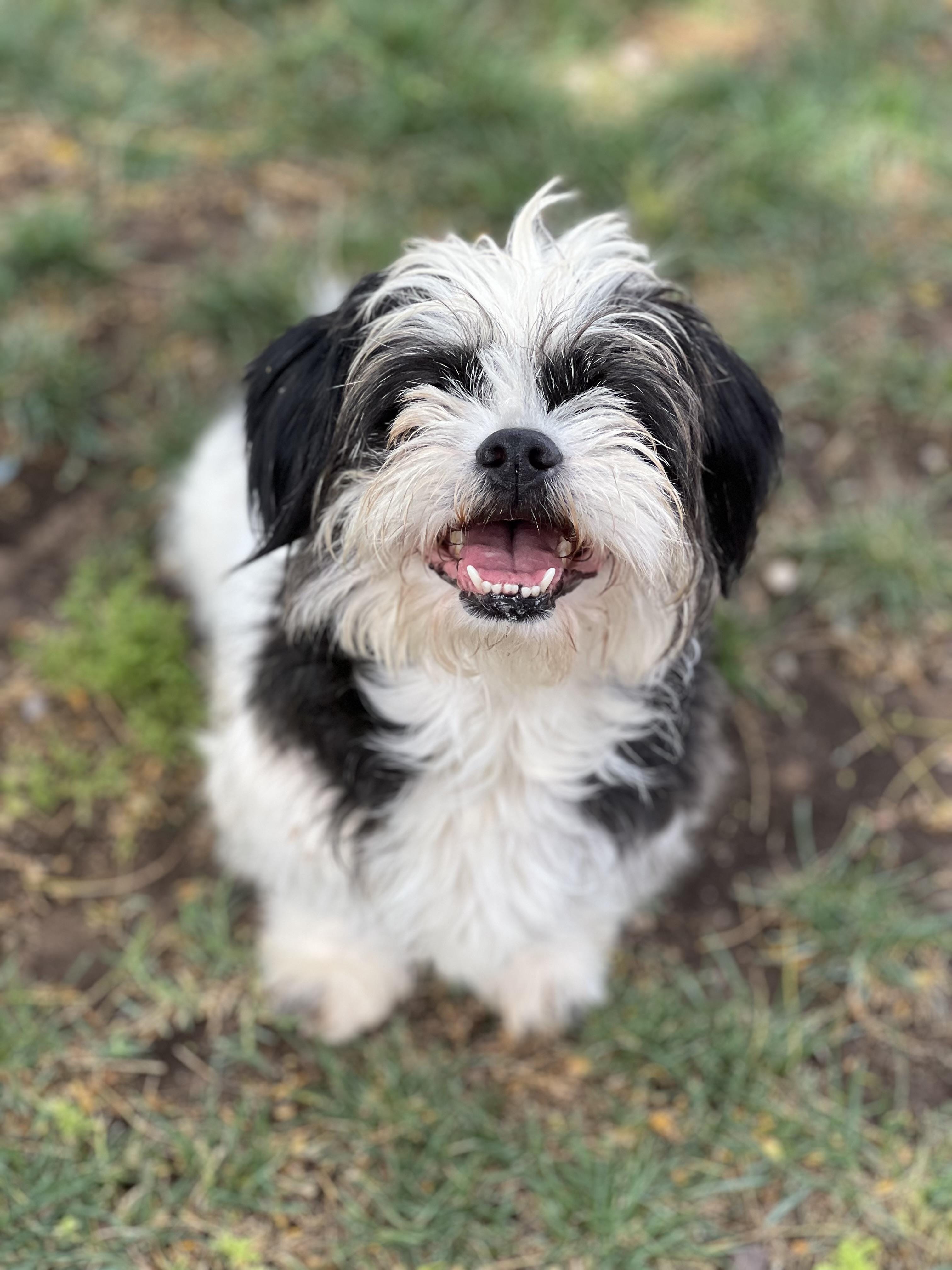 Adopt Penelope Today - Pets TheCountyOffice