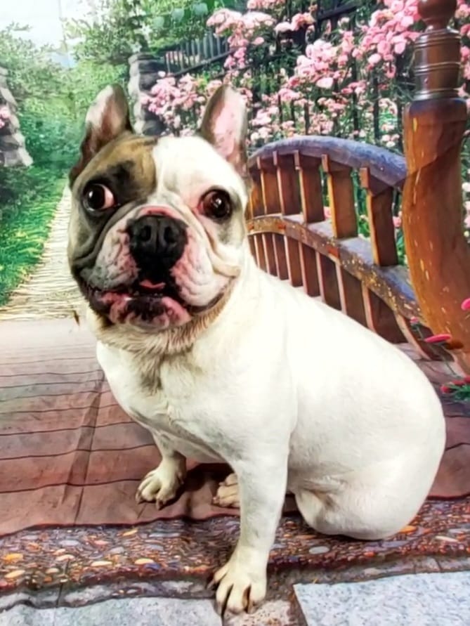 Adopt Toby Today - Pets TheCountyOffice