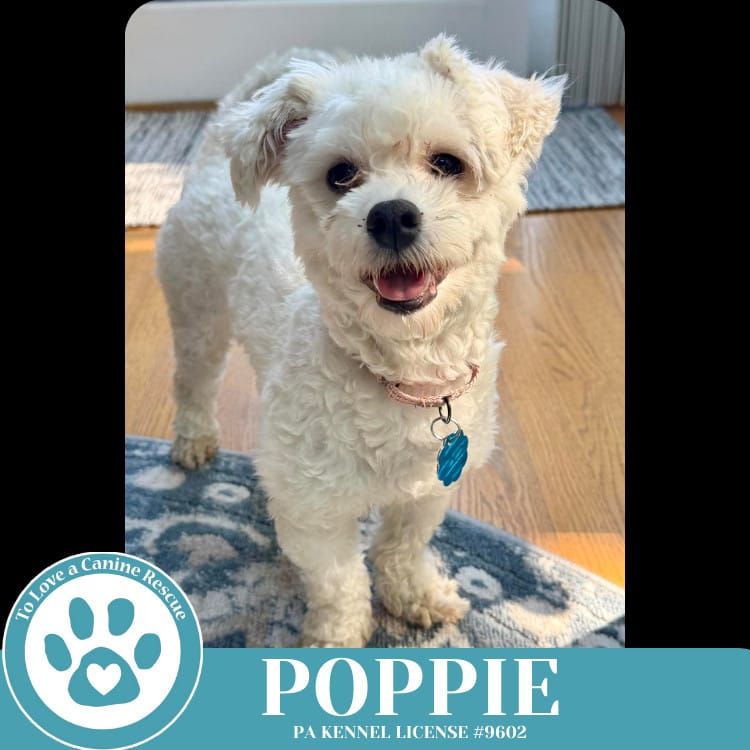 Adopt Poppie 051025 Today - Find Paw Pal