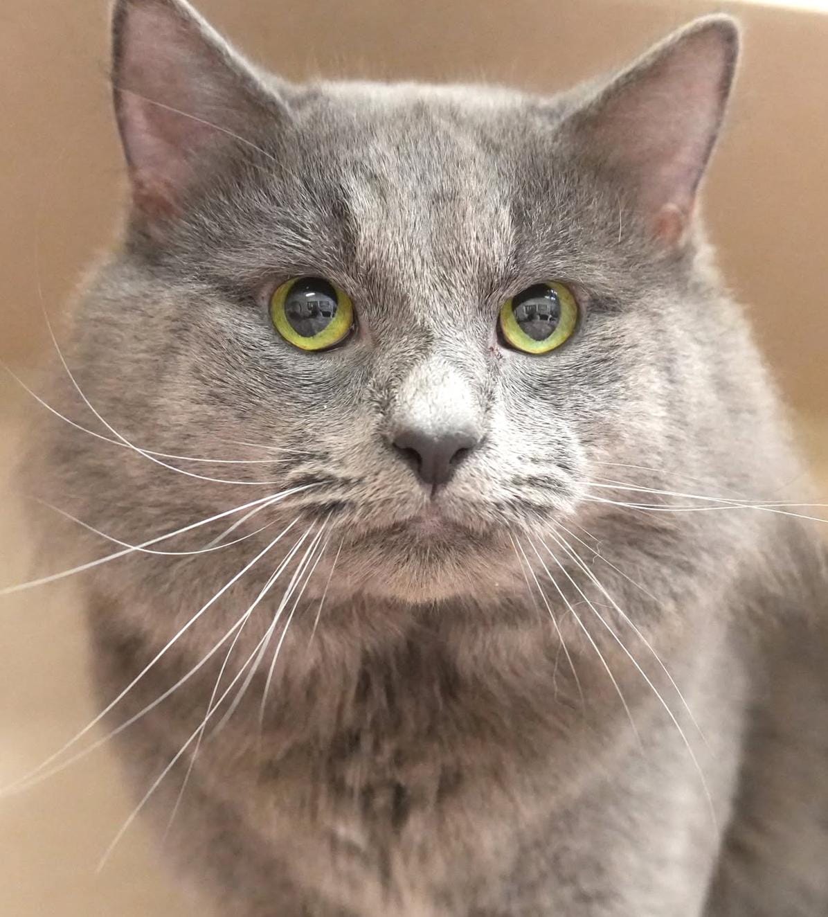 Adopt Mutton Chop loves to snuggle non stop! VIDEO - possible THERAPY ...