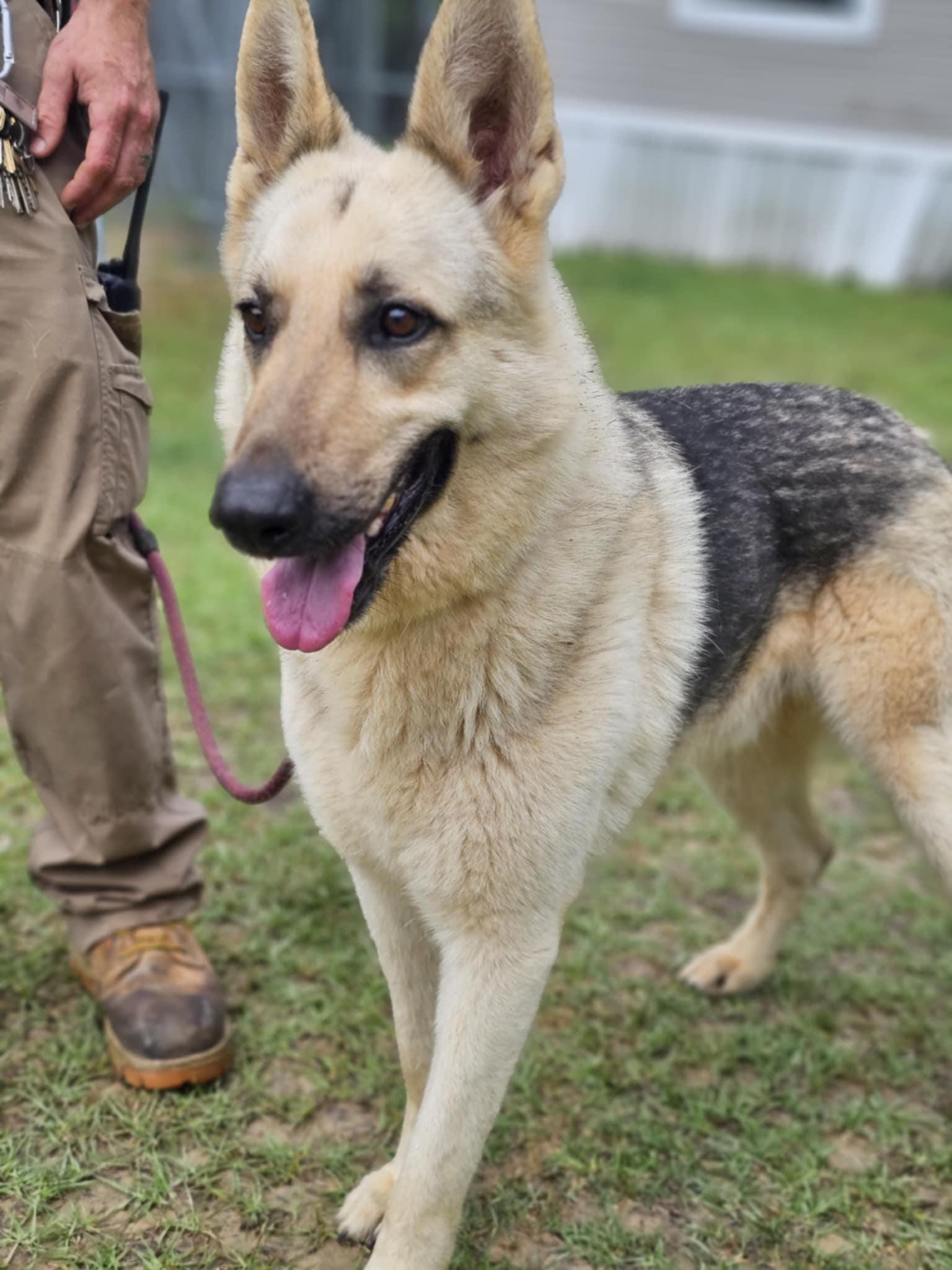 Adopt Zeus (Handsome shepherd boy looking for loving home) Today - Pets ...