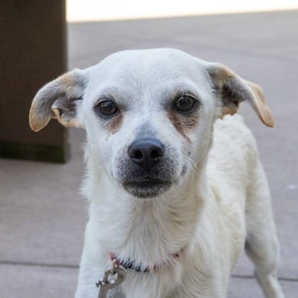 Adopt Walter Jr. Today - Pets TheCountyOffice