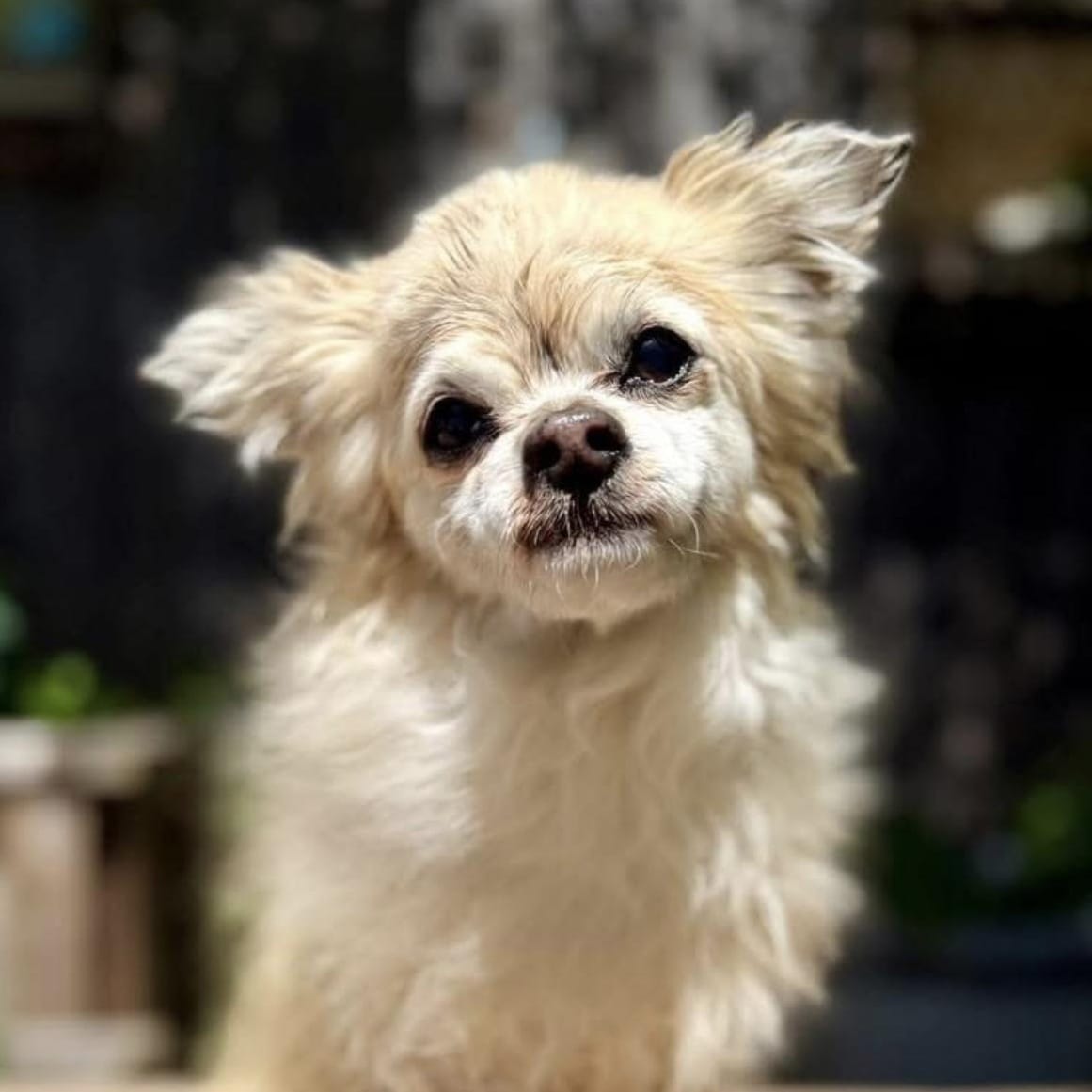 Adopt Katie Rose Today - Find Paw Pal