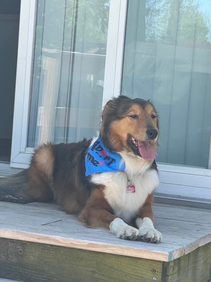 Adopt Stan Lee Today - Pets TheCountyOffice